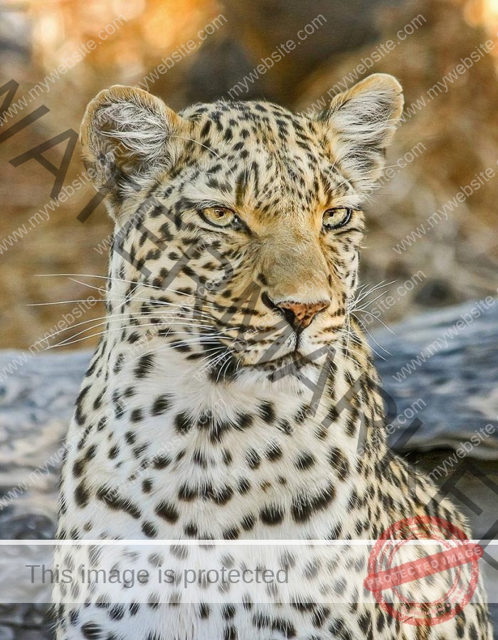 Mikumi Day Trip Fly In Safari - Gecko Adventure Mikumi Day Trip Fly In Safari - Gecko Adventure